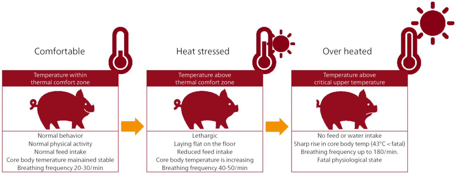 猪的热应激：事实、问题和解决之道 - Perstorp - Global leader in chemical industry